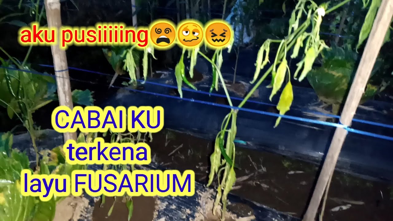 tanamanku CABAI ||terkena layu Fusarium - YouTube