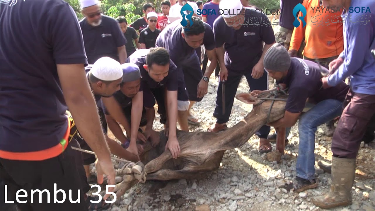 QURBAN PERDANA AS SOFA 1438H/2017 - YouTube