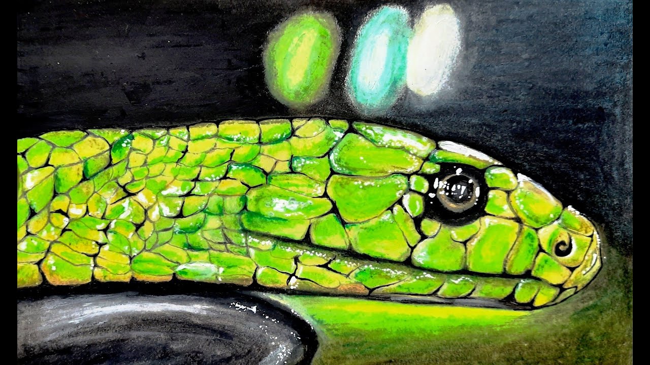 Realistic snake drawing | Real time | OIL PASTELS - YouTube
