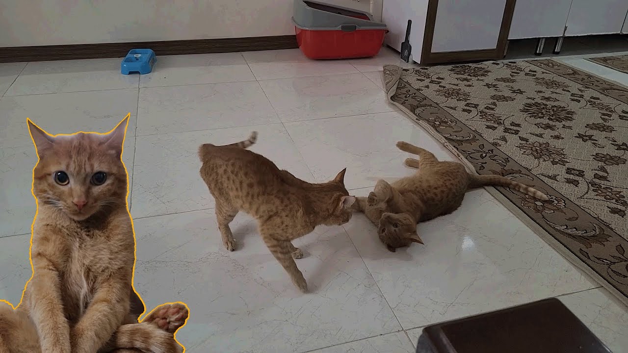 "A funny duel between two playful cats!" - YouTube