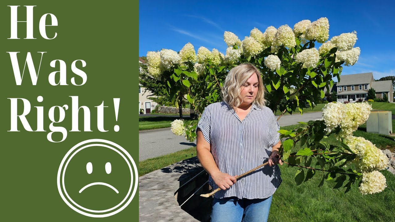 Why Limelight Standard Hydrangea Trees are a Bad Idea - YouTube