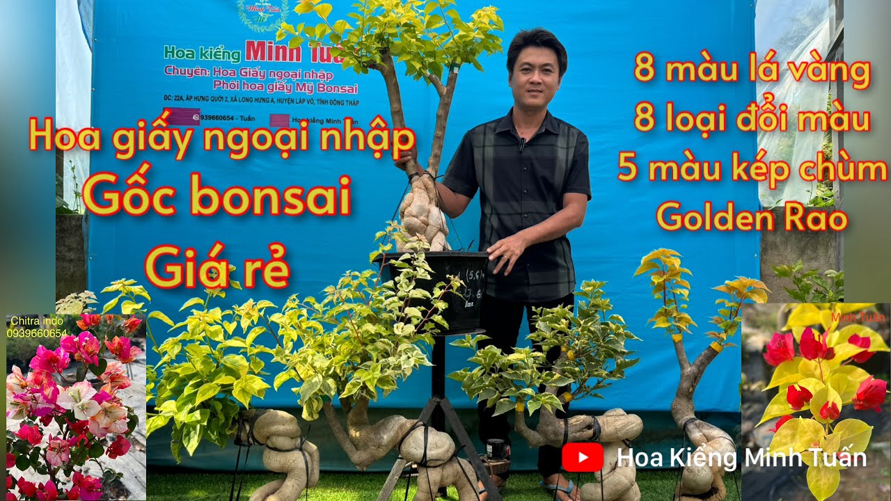 5/06:GL Golden Rao,8 màu lá vàng,8 đổi màu,5 màu kép chùm,chitra ...