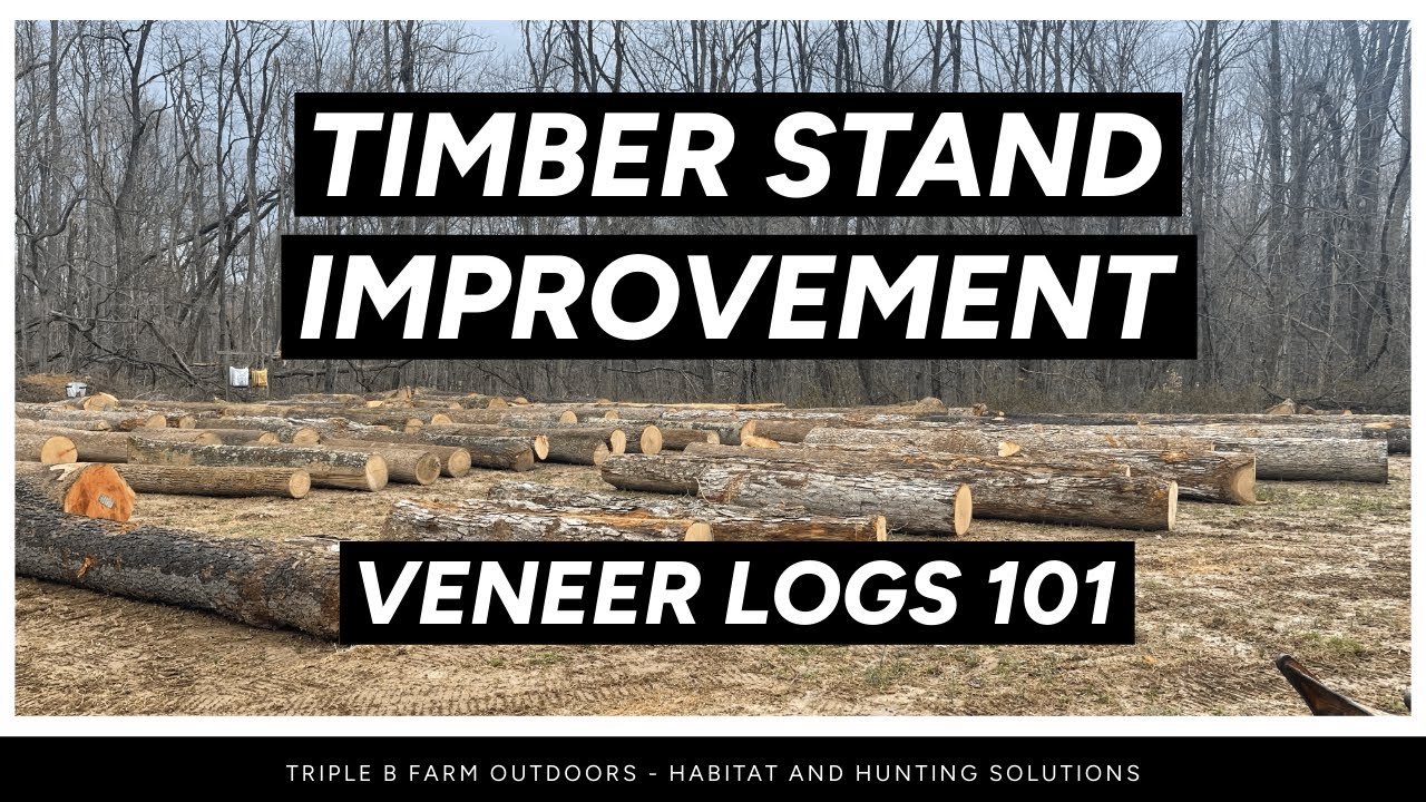 Timber Stand Improvement - Selling Veneer Logs - YouTube