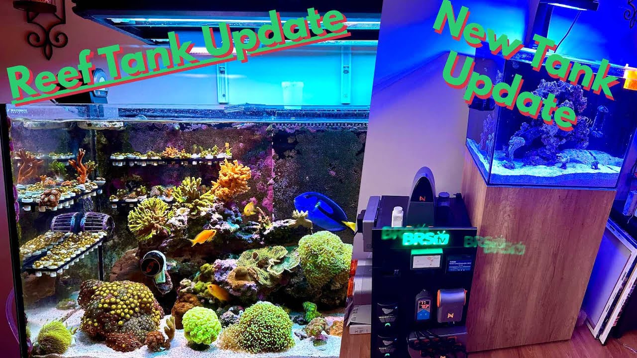 Get Ready for an Epic Reef Tank Update (+4K Amazingness)! - YouTube