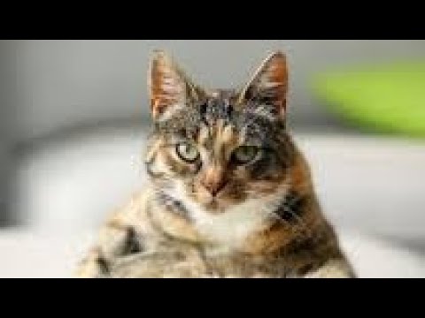 amazing video from Nikki cat, 2022 - YouTube