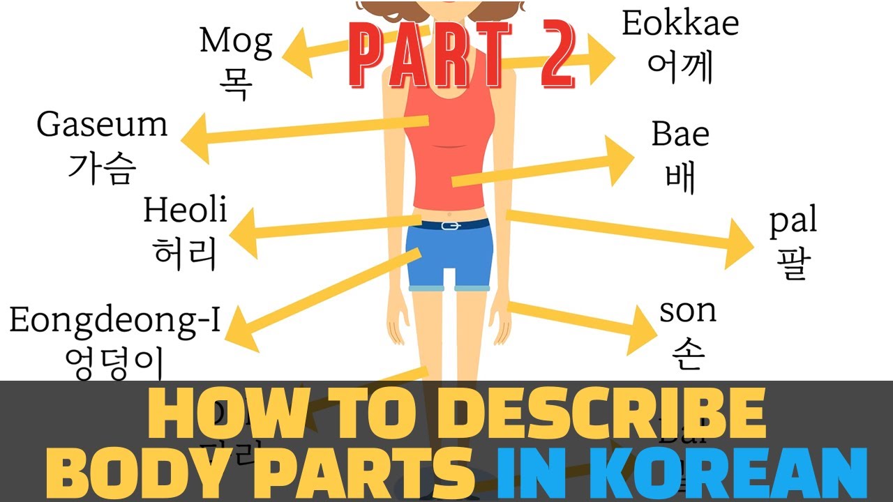 (LEARNING KOREAN)Learn how to describe body parts in Korean part 2 ...