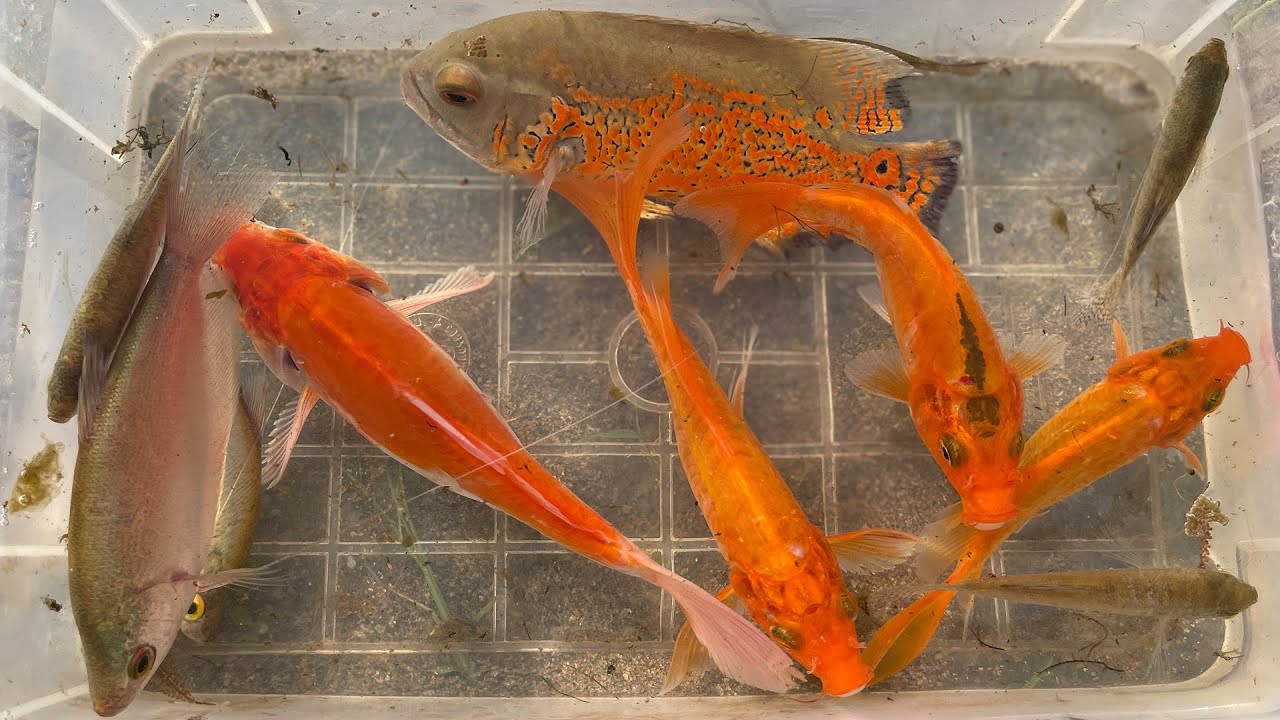 Amazing Unbelievable Founding a lot Beautiful fish in Lake. Koi ...