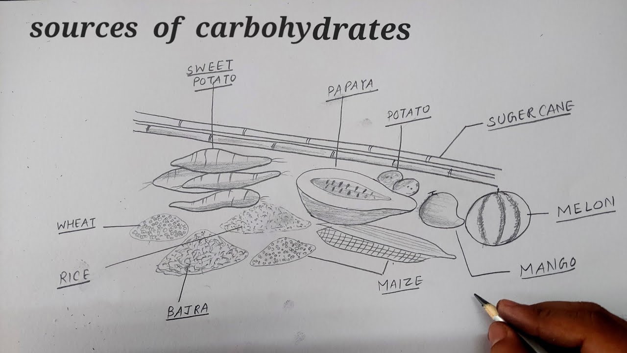 sources of carbohydrates drawing l chapter -1 l Ncert class 6 - YouTube