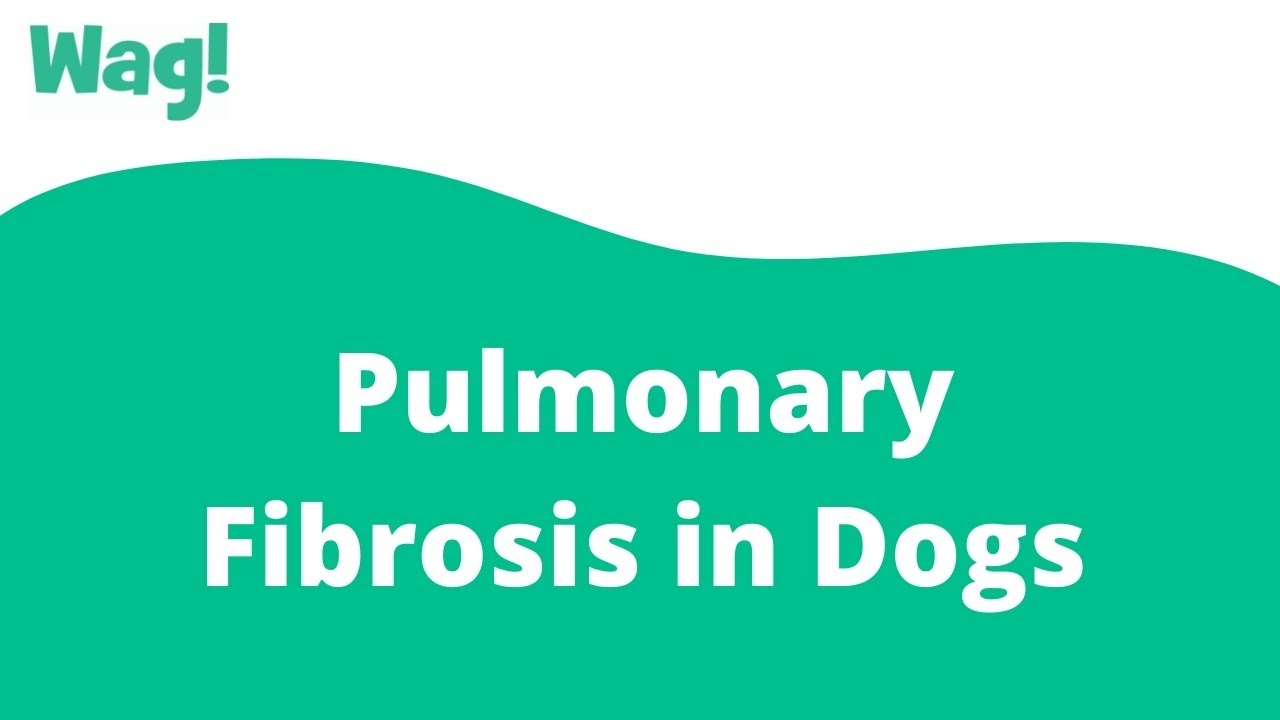 Pulmonary Fibrosis in Dogs | Wag! - YouTube