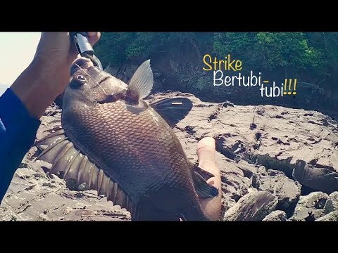 Cara Mujarab Memancing Dikawasan Berbatu Pulau Sayak|Strike Bertubi-tubi #16 - YouTube
