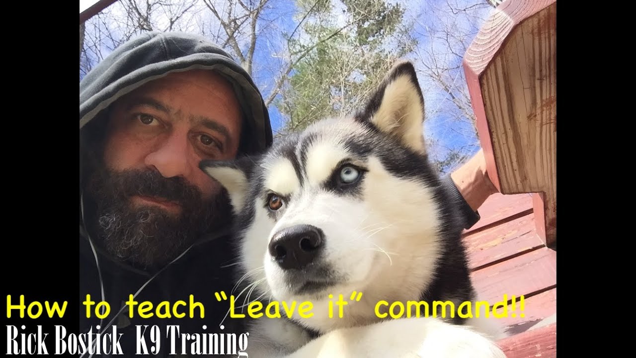 How to teach your puppy the "leave it" command! Part Five - Puppy ...