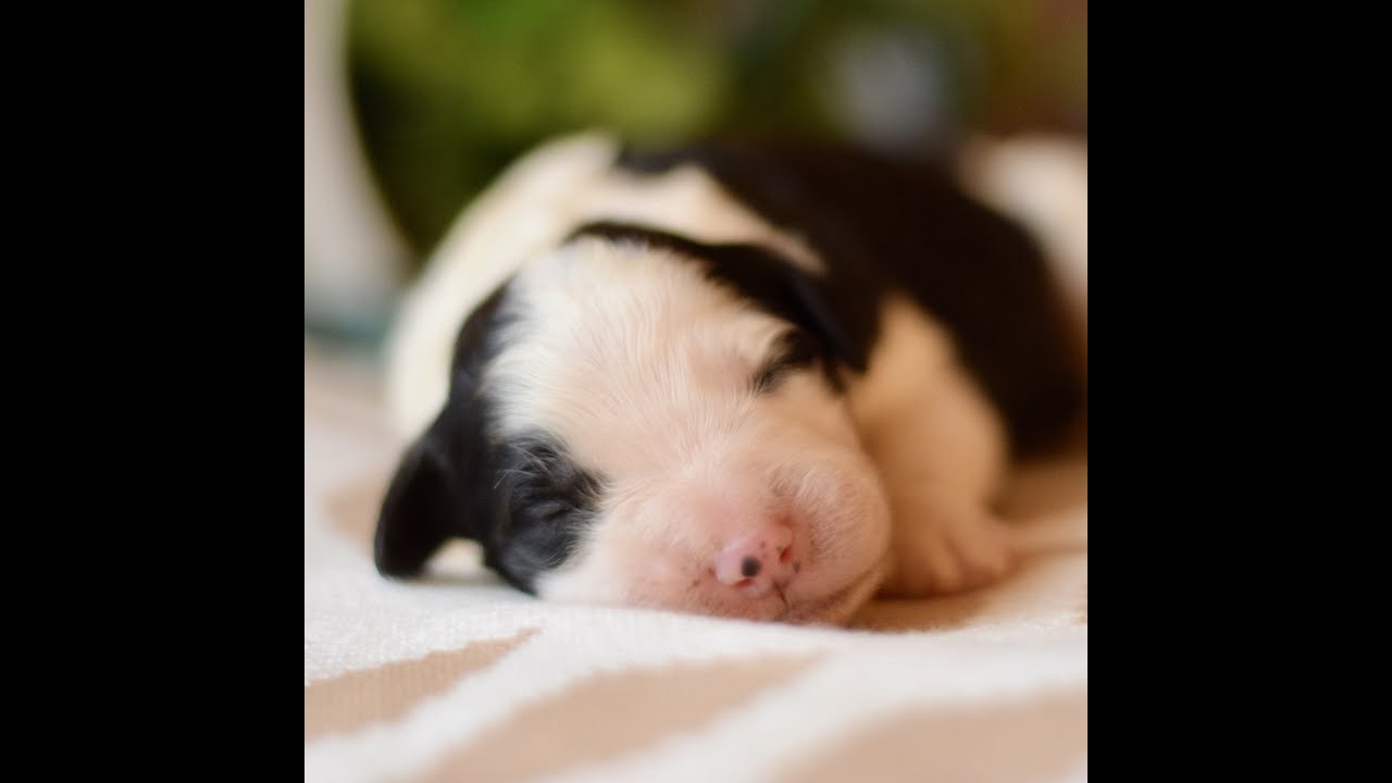 Meet Eliza from www.sheepadoodlepup.com Newborn Sheepadoodle Puppy ...