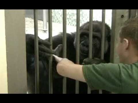 Great ape laughter