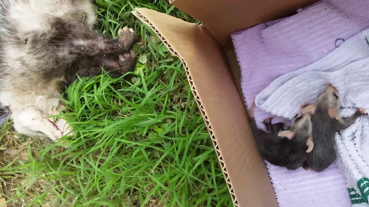 Possum rescue - 7 baby opossums rescued from deceased mom opossum - YouTube