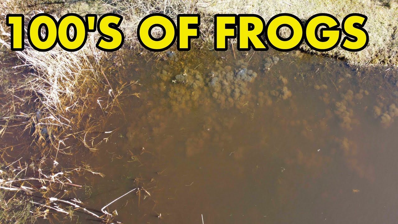 Hundreds of Frogs & Toads Breeding in Nottinghamshire - YouTube
