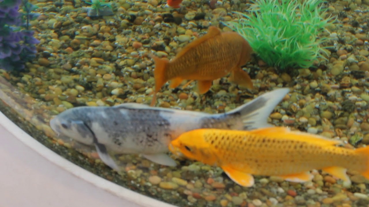 Last day of fish week! - YouTube