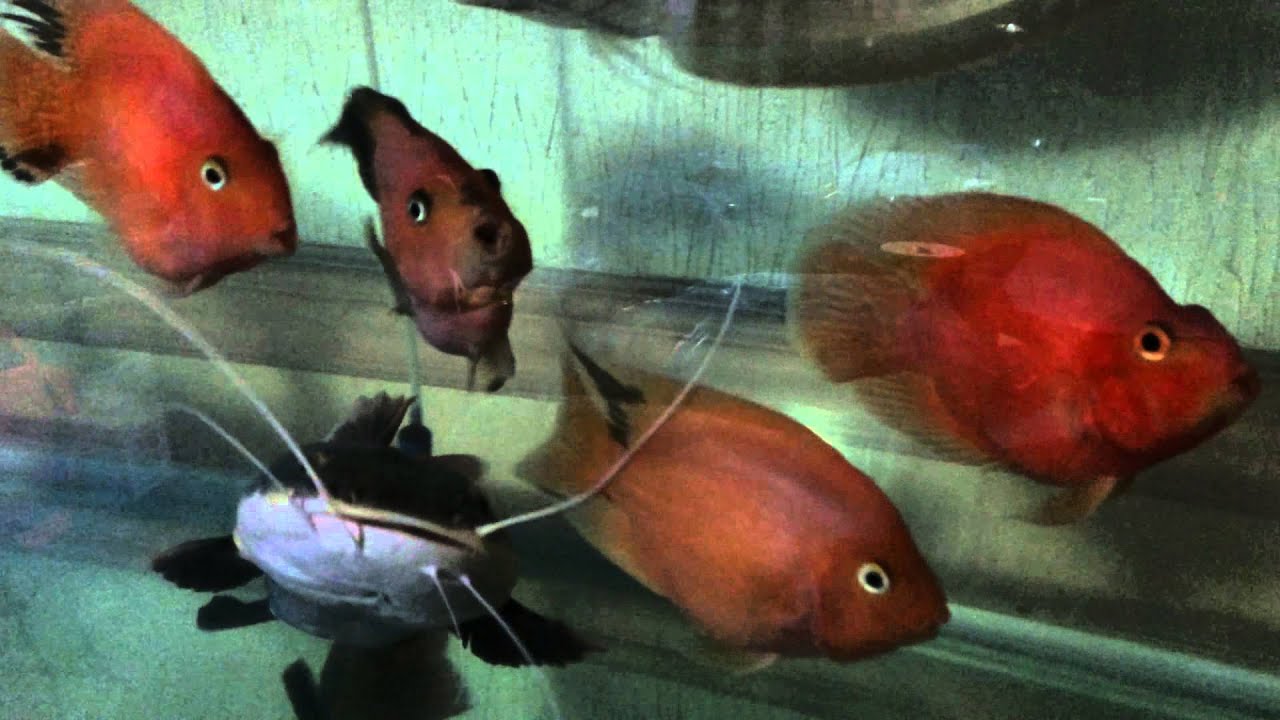 Paroon sharks are the best! - YouTube