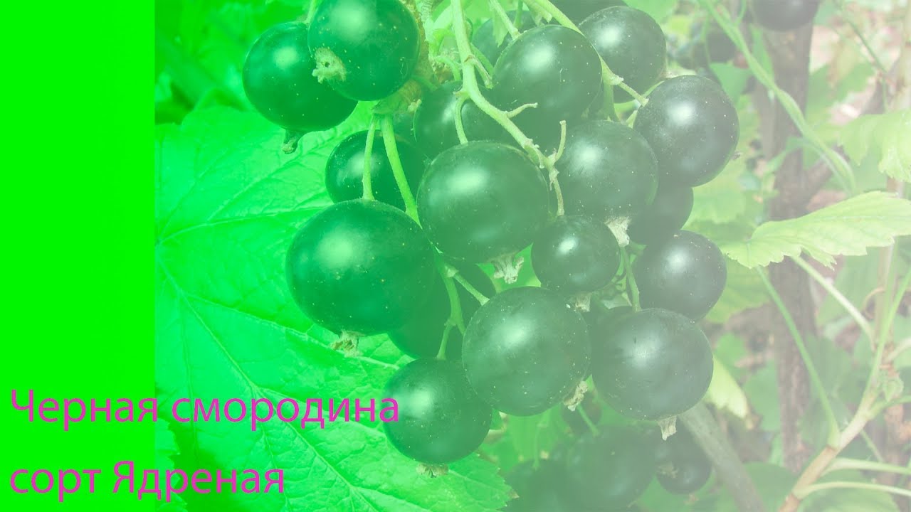 Черная смородина сорт Ядрёная - YouTube