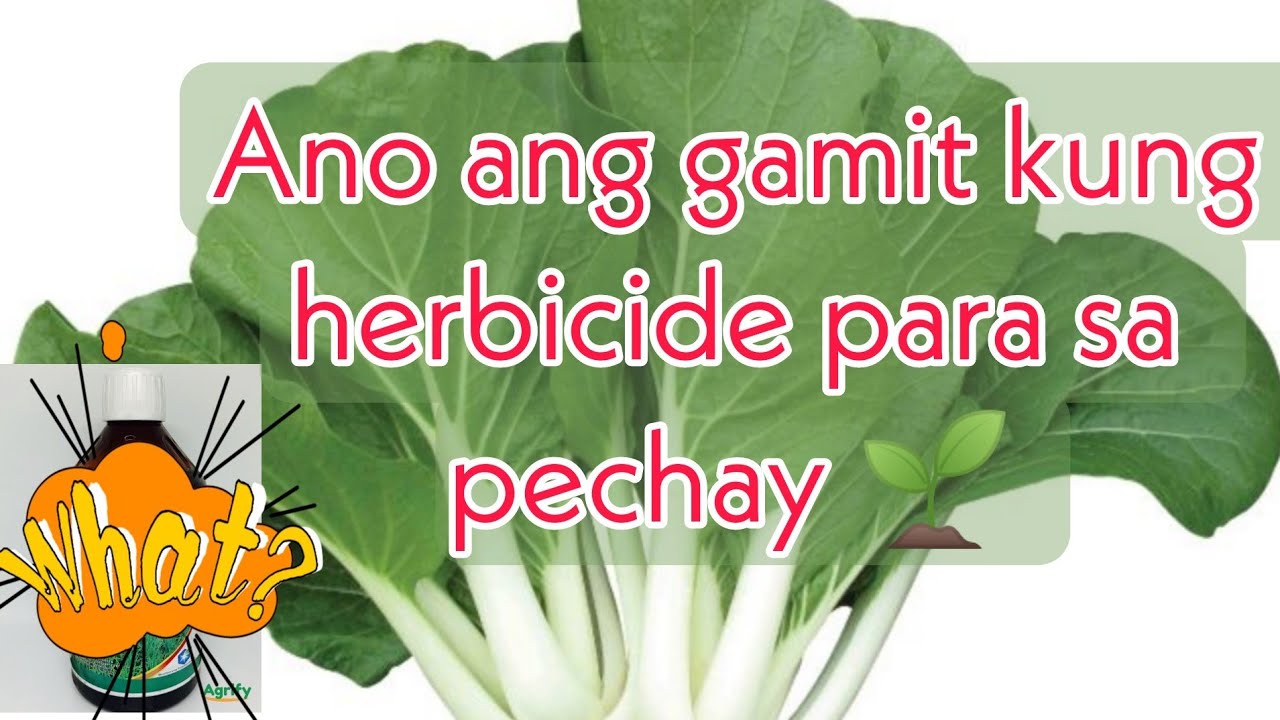 Ano ang magandang Herbicide na di ma apektuhan ang Pechay - YouTube