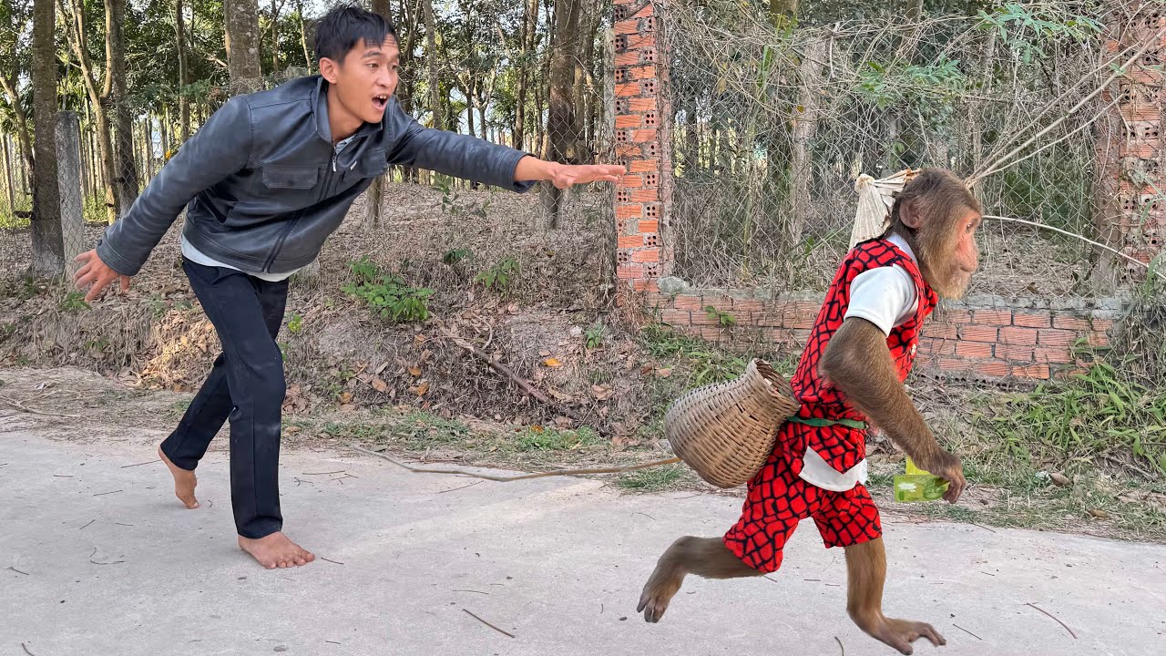 Full video compilation 😂 Hilarious Monkey CUTIS & Dad Are Taking Over ...