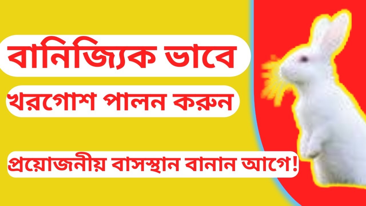 বানিজ্যিক ভাবে খরগোশ পালন করতে যে দুটি পদ্ধতি।There are two methods of ...