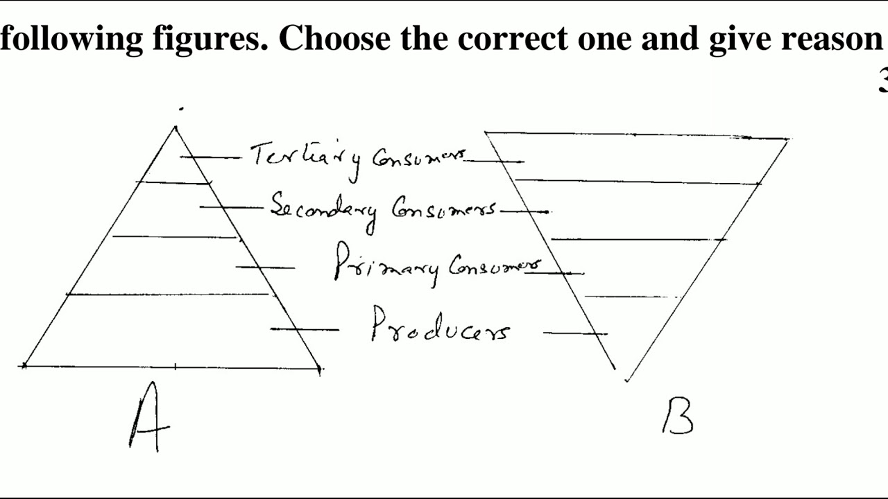 HOTS QUESTIONS OF OUR ENVIRONMENT CLASS 10 SCIENCE - YouTube