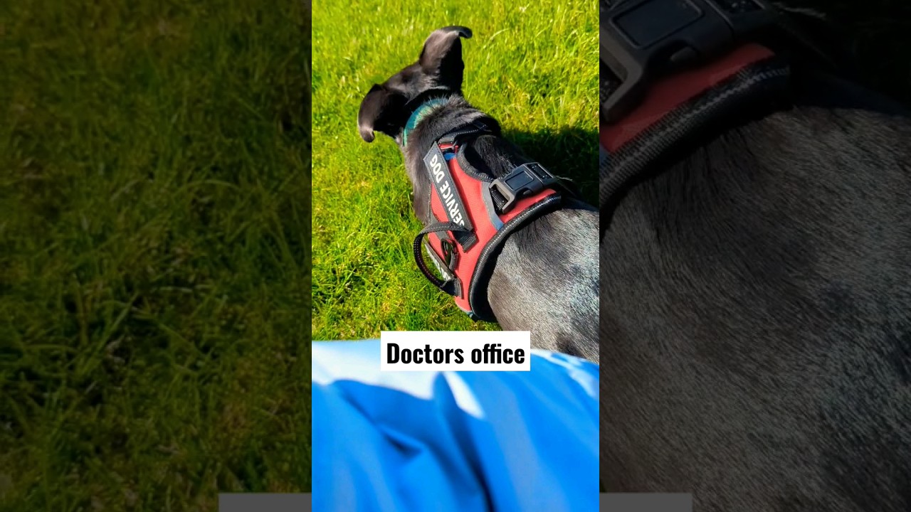 A Day In The Life Of A Service Dog Working Off Duty YouTube A Day In The Life Of A Service Dog Working Off Duty YouTube
