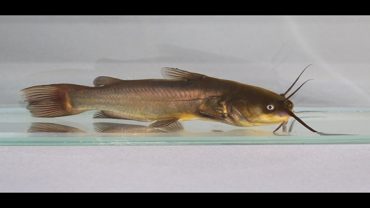 Fishing Planet:How to catch catfish or black bullhead - YouTube