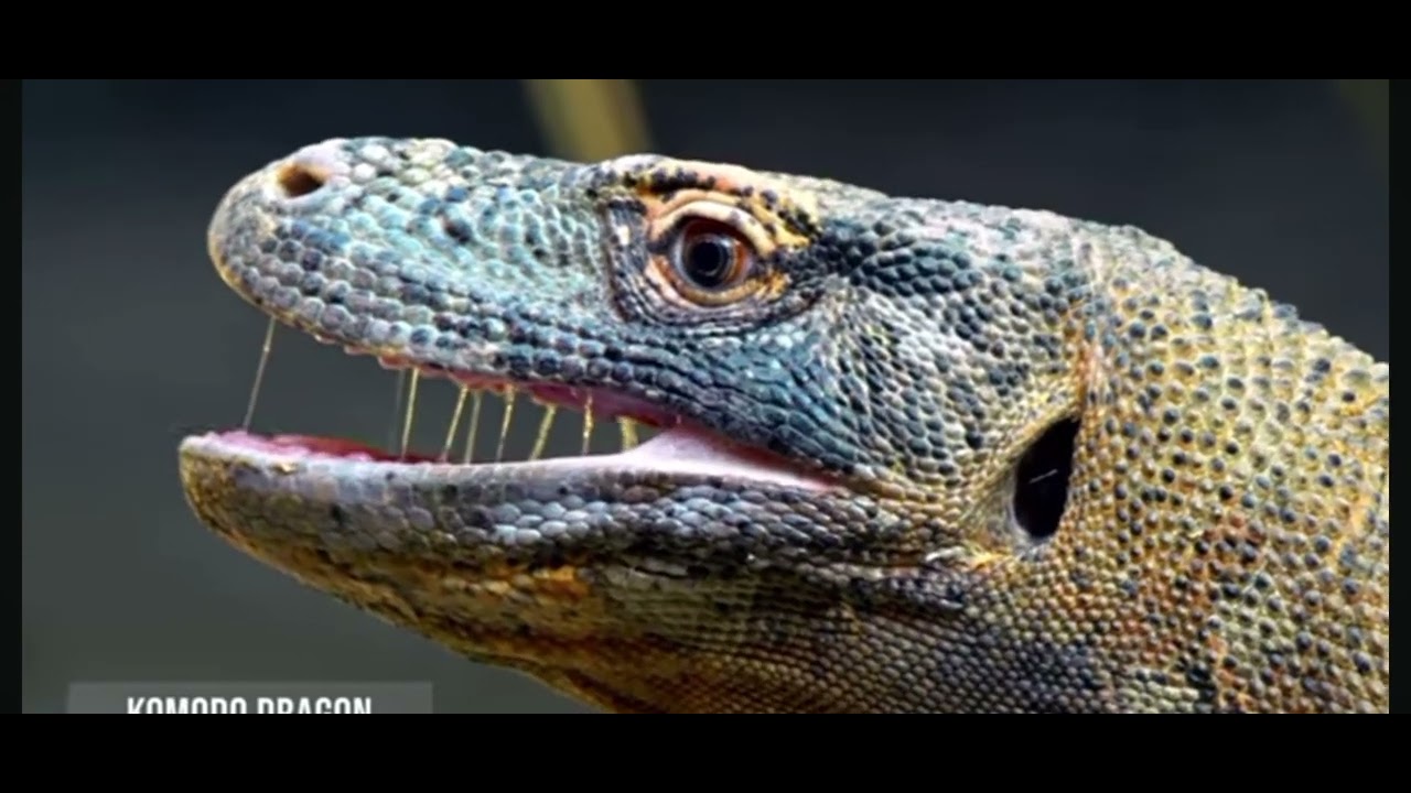 8k ultra HDR Dragon #Animals #nature - YouTube