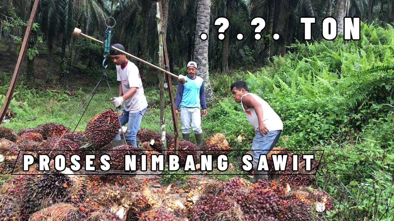 PROSES NIMBANG BUAH SAWIT Dua Hektar Dapat Berapa Kwintal Ya proses-nimbang-buah-sawit-dua-hektar-dapat-berapa-kwintal-ya