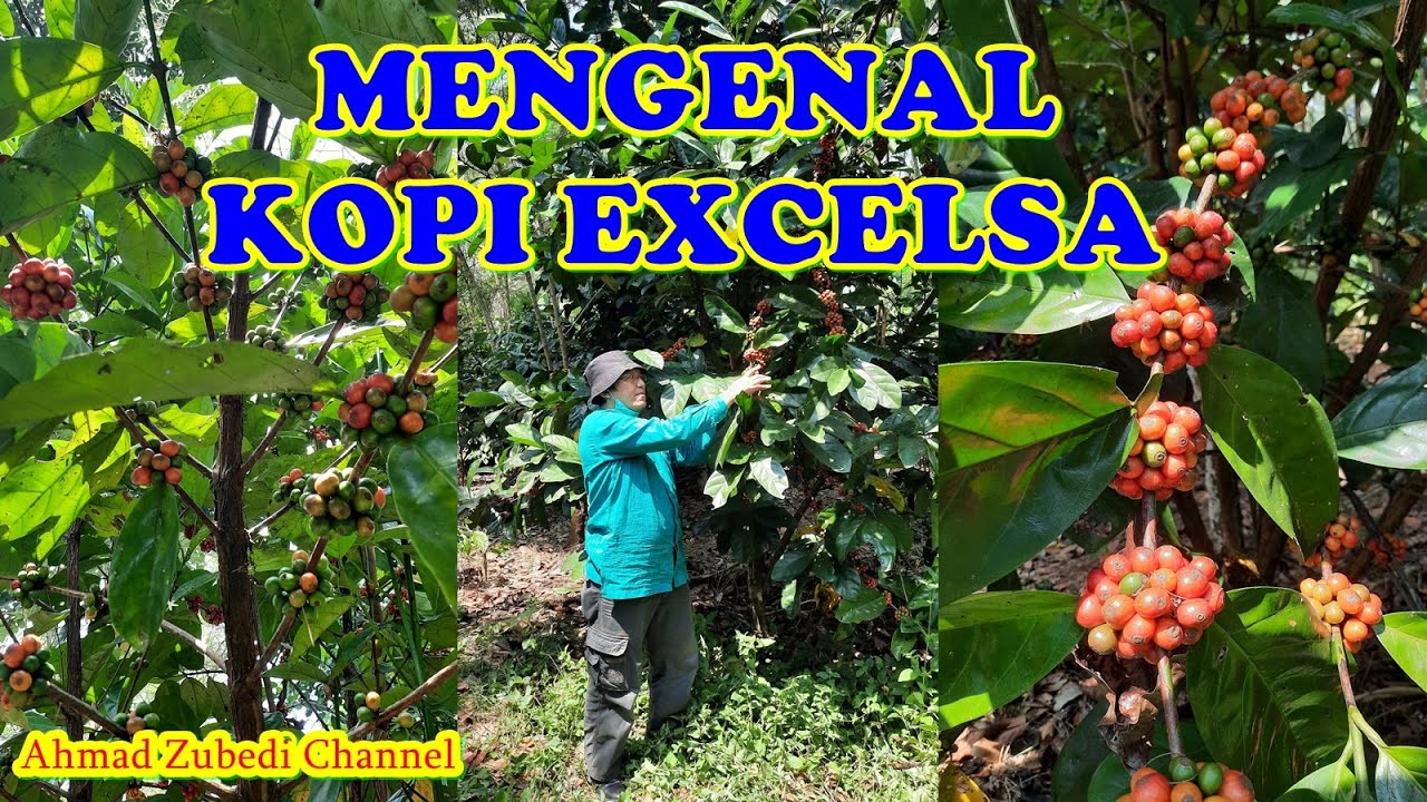 Mengenal Kopi EXCELSA_Cita Rasa Para Pecinta Kopi - YouTube