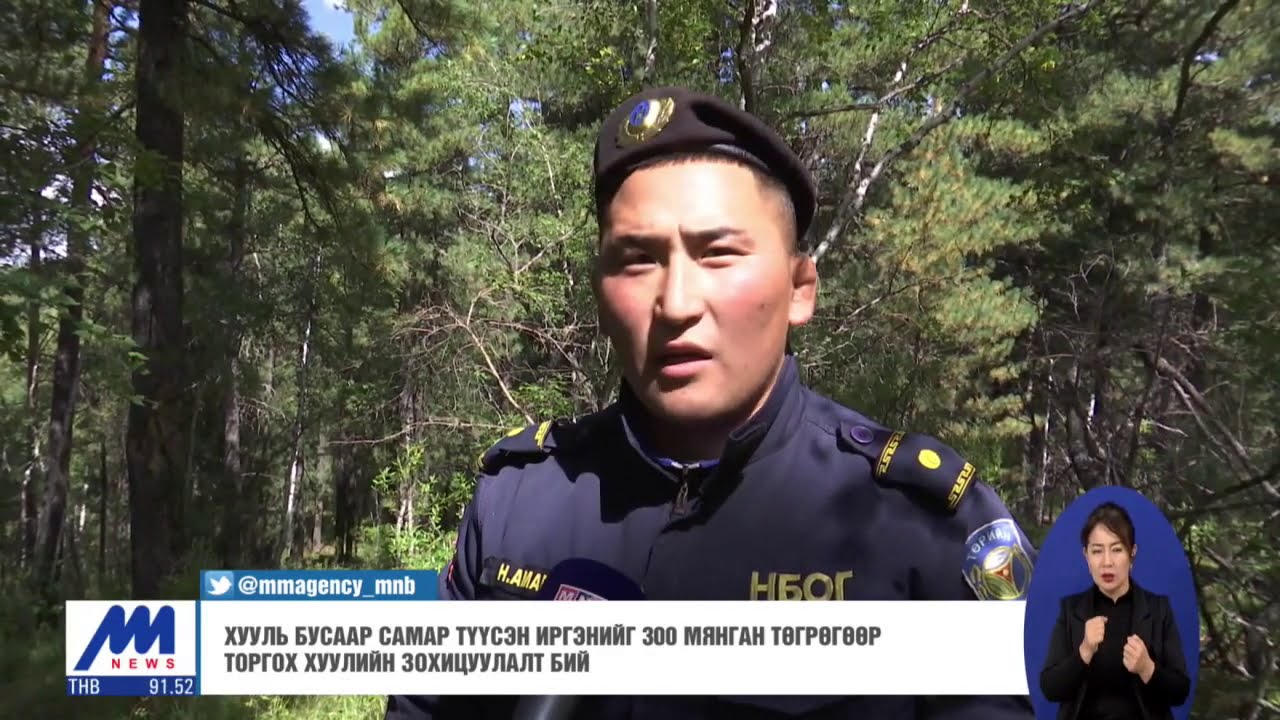 Болц гүйцээгүй байхад самар түүж хуш модыг их гэмтээж байна 2020 08
