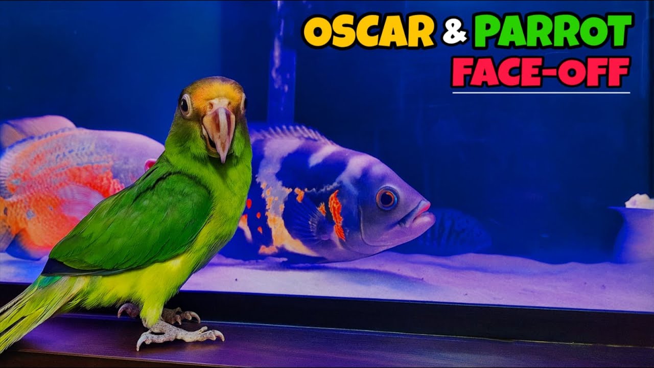 Parrot Bird Meets Oscar Fish 🦜🐟 | Unexpected Aquarium Interaction ...