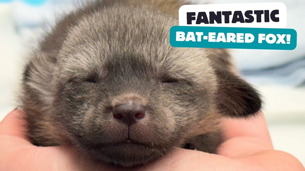 Fantastic Bat-Eared Fox! Cincinnati Zoo Welcomes Cutest New Arrival ...