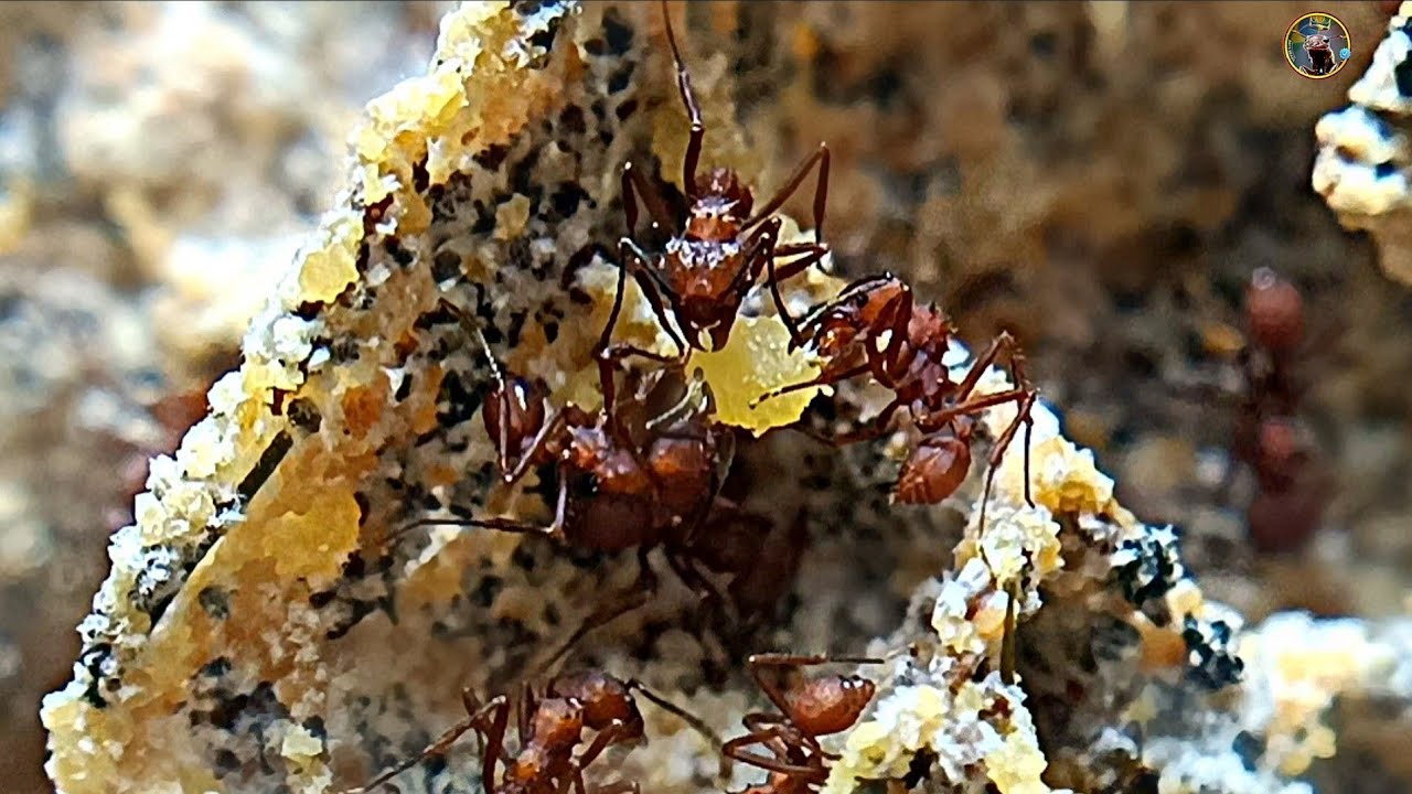 Formigas em simbiose com o fungo HD acromyrmex spp - YouTube