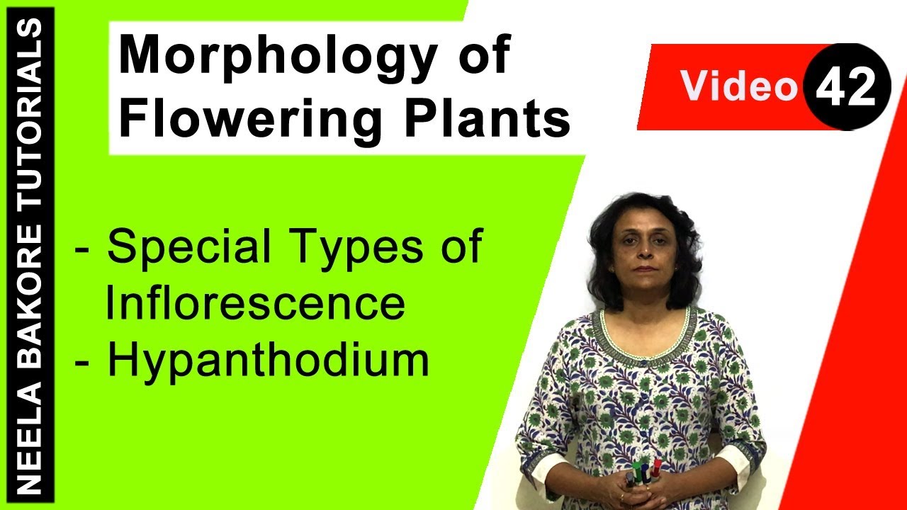 Morphology of Flowering Plants | NEET | Special Types of Inflorescence ...