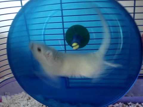 grey gerbil on the run - YouTube