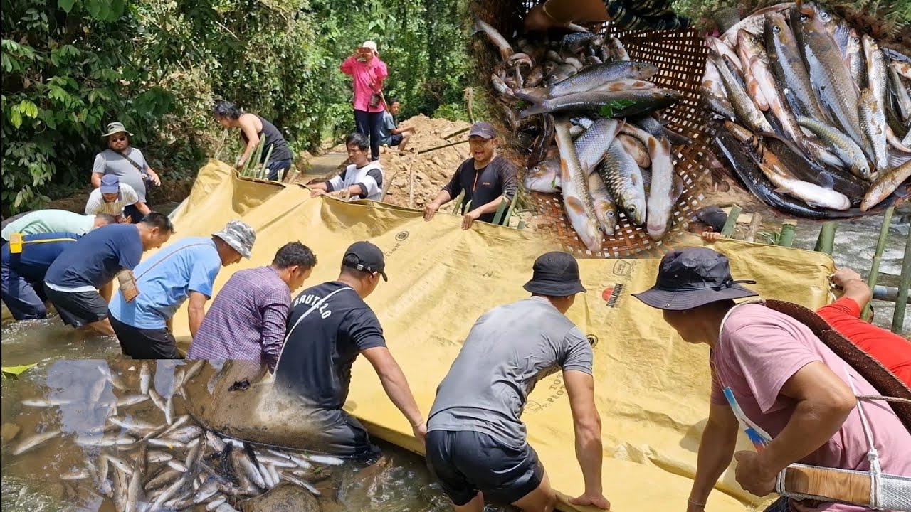 community fishing catch lot of fish..#traditional fishing #community ...