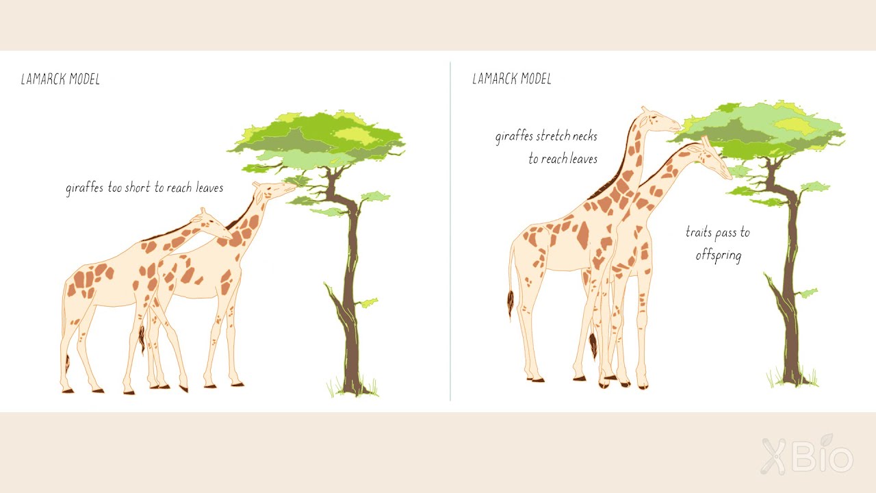 Lamarck and Darwin Models for Mutations and Evolution - YouTube