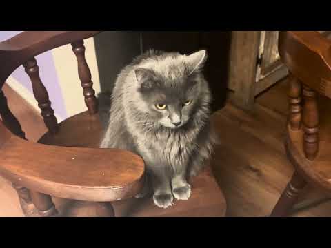 I talk to my cat about tortilla thievery again 