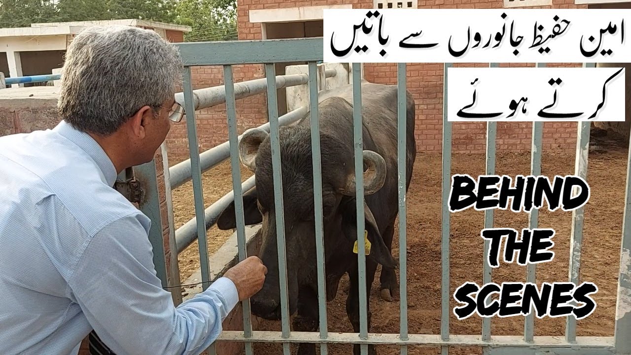 Amin Hafeez talking to animals | Amin Hafeez - YouTube