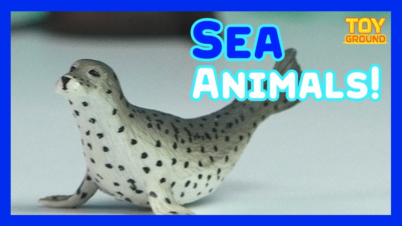 [CollectA] CollectA Figures: Sea Life- Learning Sea Animals For Kids ...