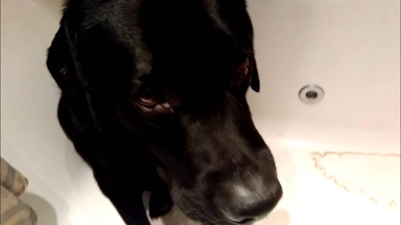 Подробное описание, как лечить грибок в ушах у собаки - YouTube