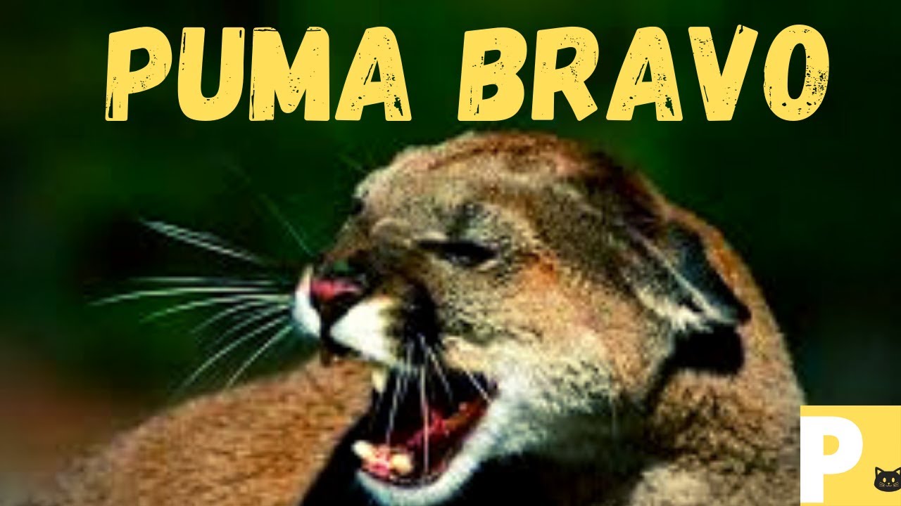Som de puma - som de felinos - Som de animais - efeito sonoro - V1k1 ...