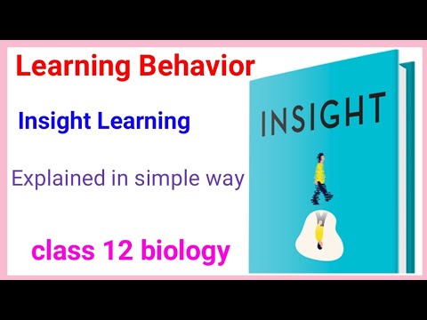 insight Learning - YouTube