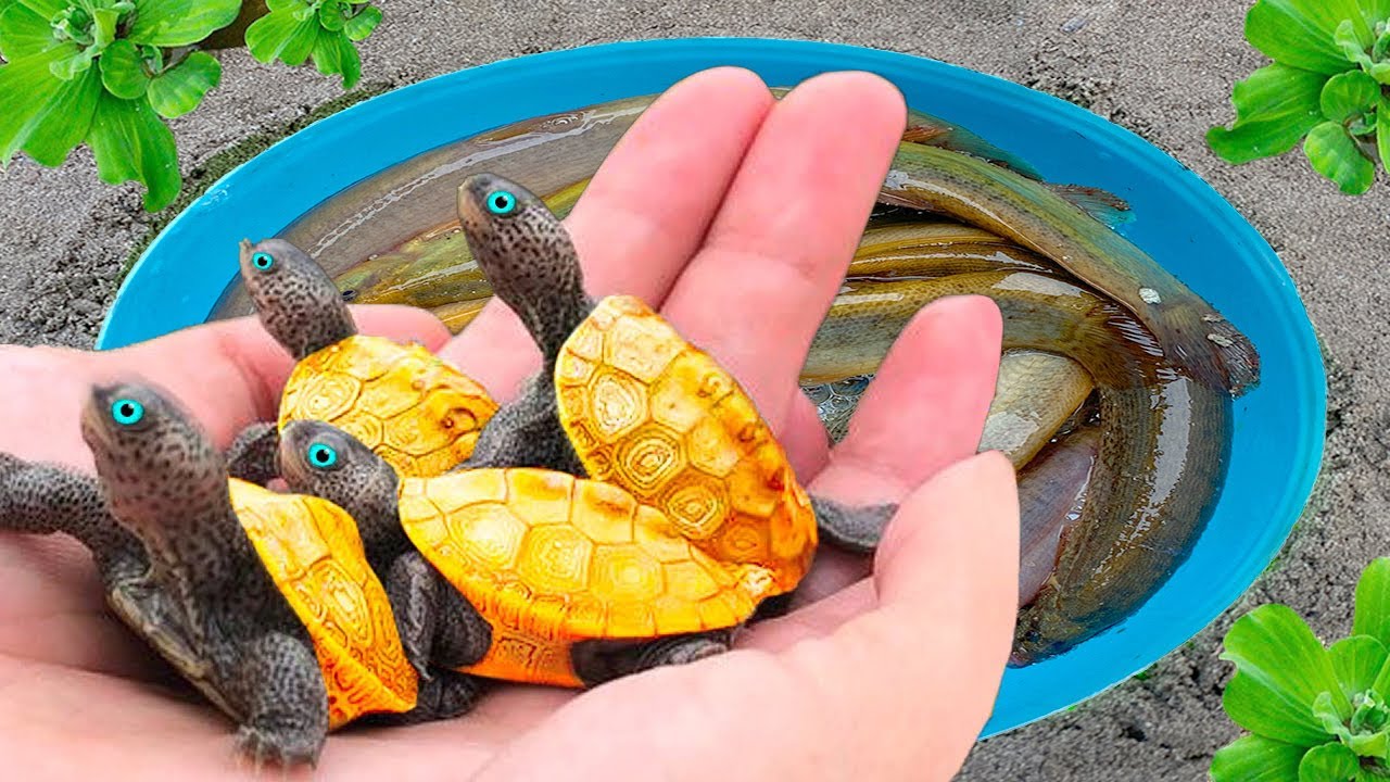 Catch ornamental puffer fish in small ponds, flower horn fish, orange ...