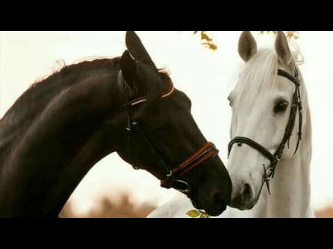 CABALLOS besandose😱😱 /#caballos #AMOR #viral #BESO - YouTube