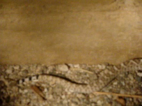 Baby diamondback rattlesnake - YouTube