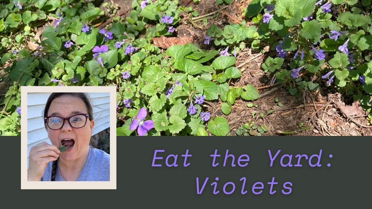 Eat the Yard: Violets - YouTube