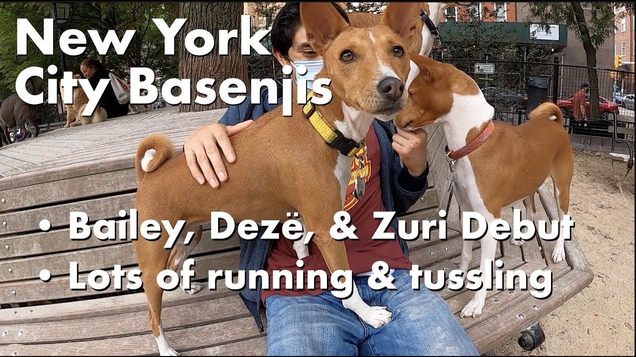 Bailey, Dezë, & Zuri Debut; Tosh Returns - New York City Basenji ...